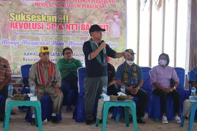 Dukung Program 5P, Bupati Kupang Bersama Jajarannya Tanam Kelapa dan ...
